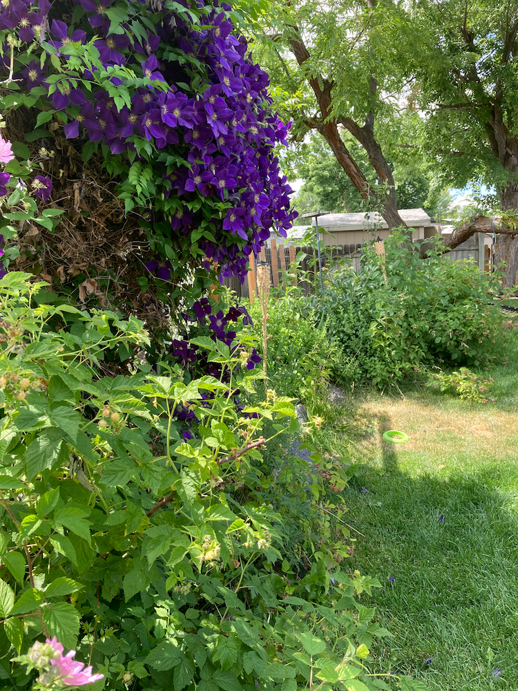 What is Edible Landscaping? – Boise Backyard Gardens